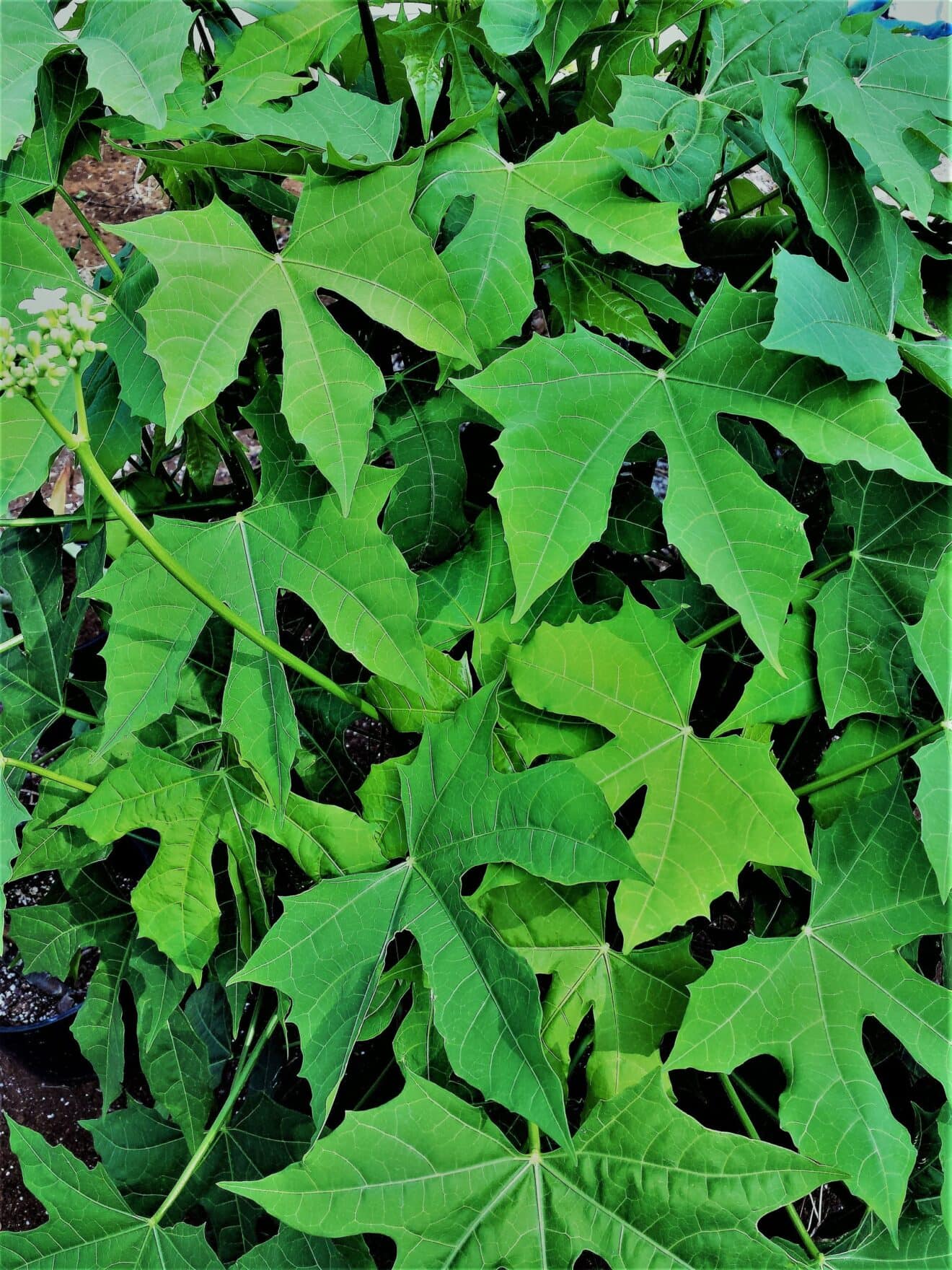 ¿Cómo puedo identificar una planta de Chaya? ¿Dónde puedo encontrarla ...