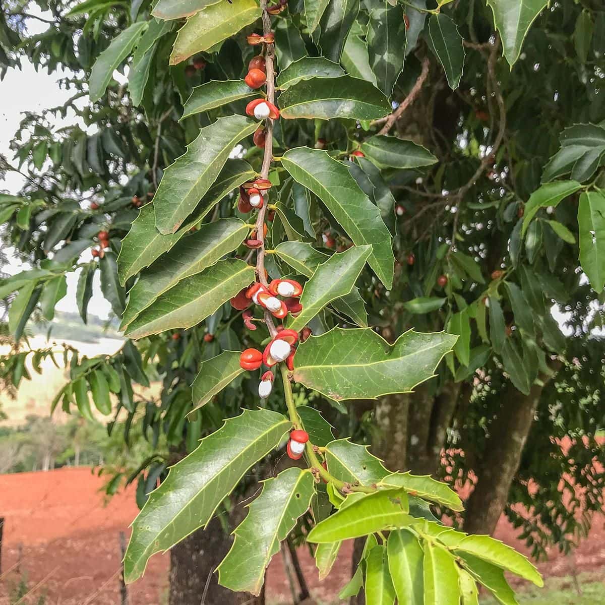 ¿Cómo puedo identificar una planta de Espinheira-santa? | Linda Fazenda
