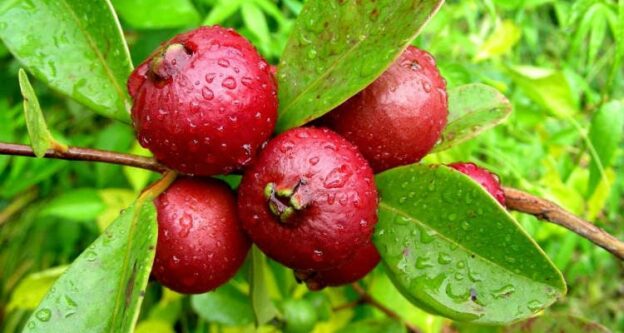 ¿Cómo se cultiva, prepara y consume la Araçá? | Linda Fazenda
