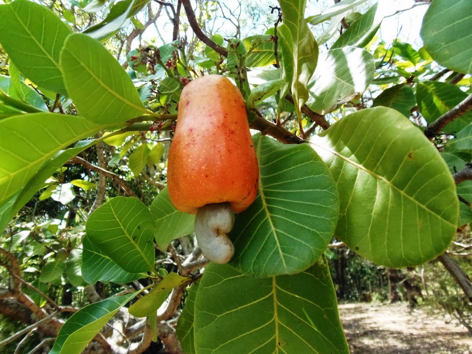 ¿Cómo puedo identificar una planta de Caju? ¿Dónde puedo encontrarla ...
