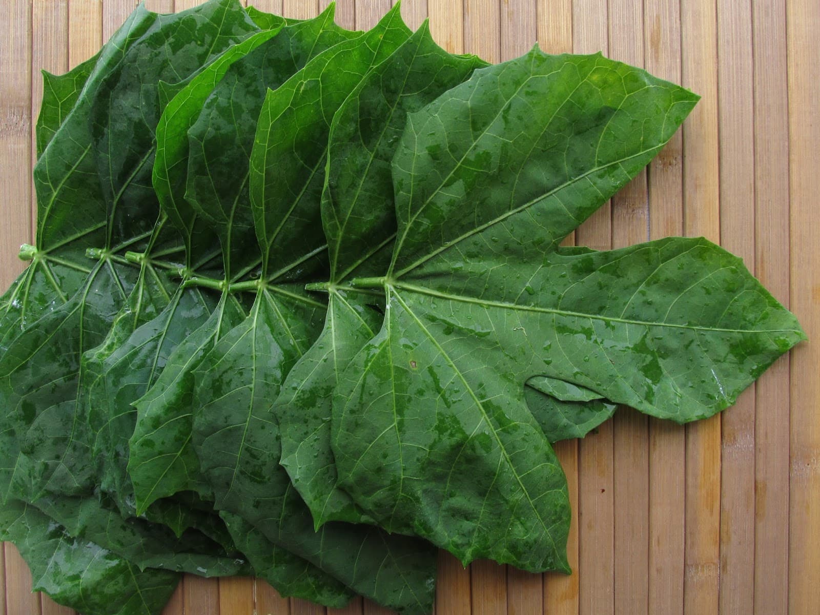 ¿Cómo puedo cultivar chaya? | Linda Fazenda