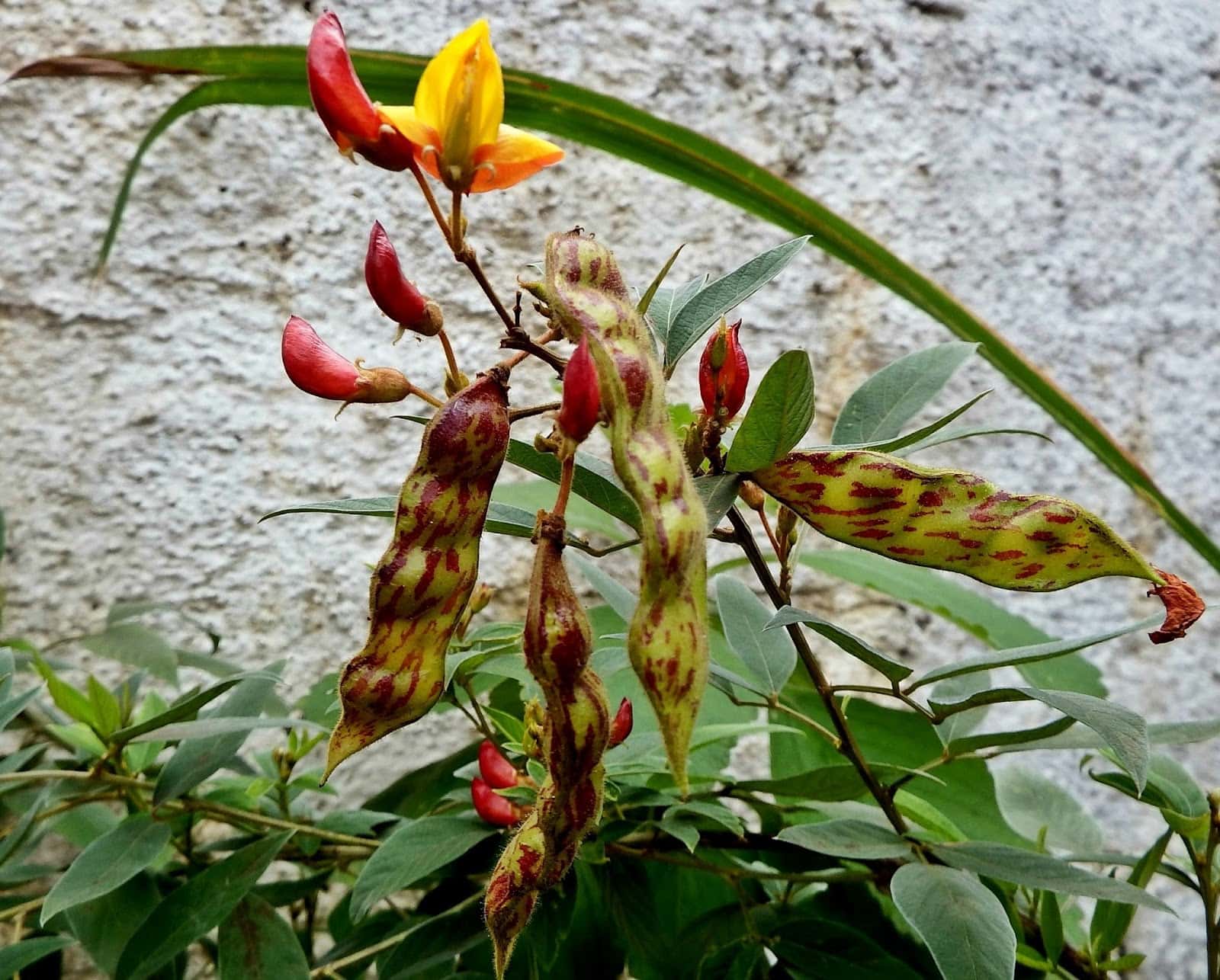 ¿Cómo puedo cultivar guandú? | Linda Fazenda