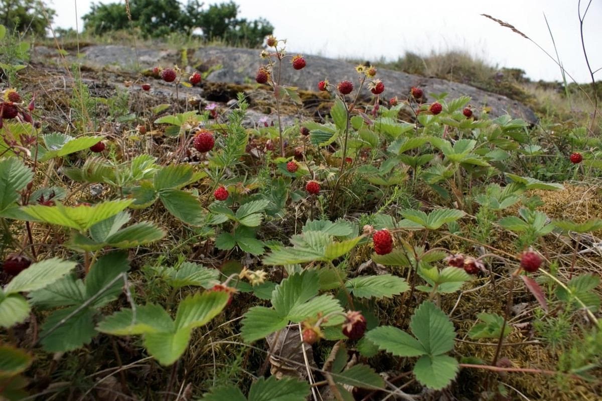 ¿Cómo puedo identificar una planta de Morango silvestre (Fresa ...