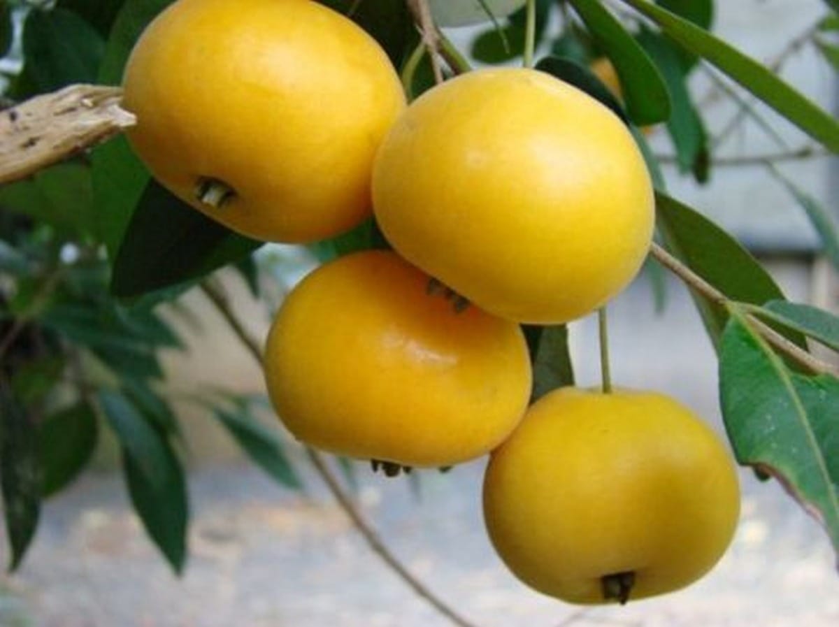 ¿Cómo puedo cultivar uvaia? | Linda Fazenda