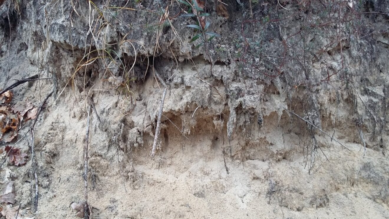 ¿Qué es un Arenosol, en el contexto de la agricultura? | Linda Fazenda