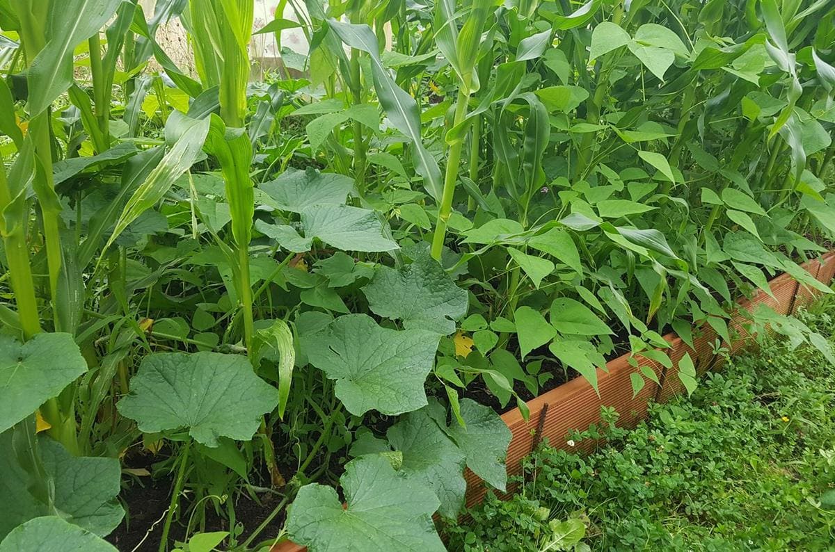 ¿Qué es un cultivo intercalado? | Linda Fazenda
