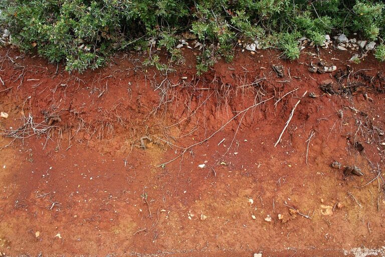 ¿Qué es un Latosol, en el contexto de la agricultura? | Linda Fazenda