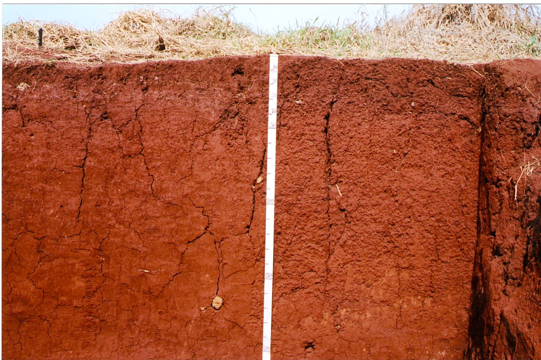 ¿Qué es un Nitossolo, en el contexto de la agricultura? | Linda Fazenda